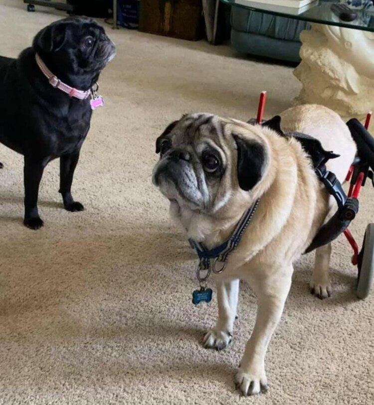 Mobility Success Stories – Church of Pug