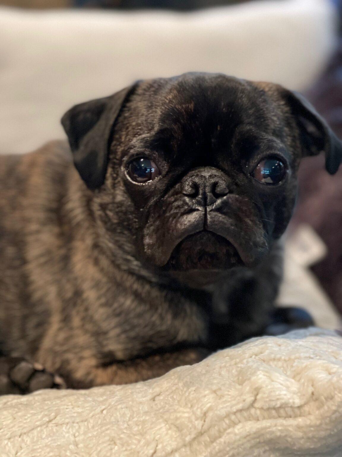 Donate – Church of Pug