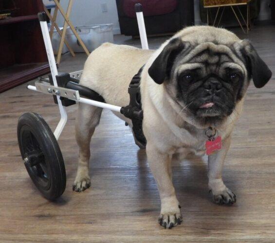 Mobility Success Stories – Church of Pug