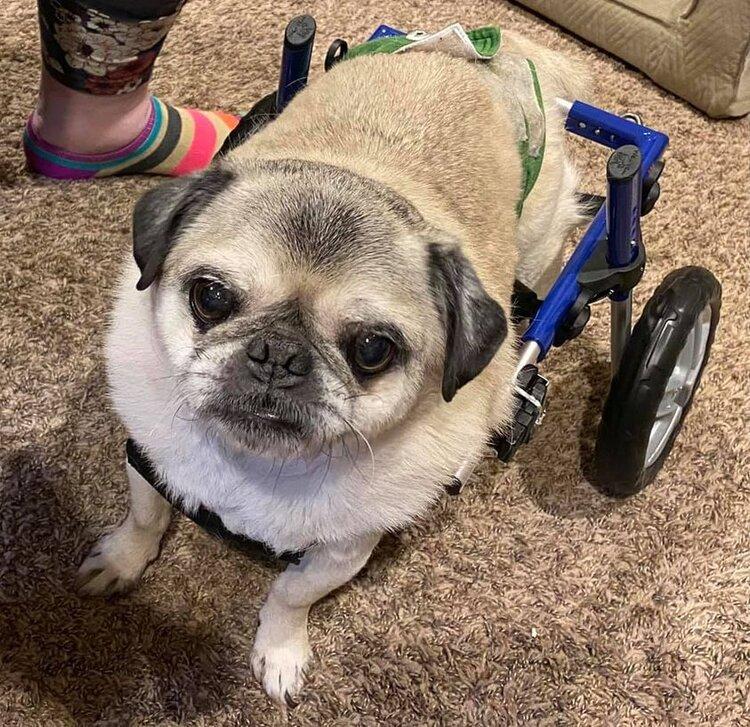 Mobility Success Stories – Church of Pug