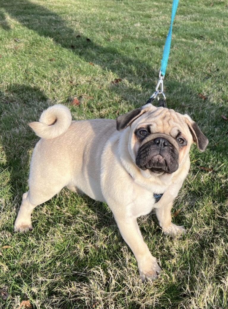 Lost & Found Dogs – Church of Pug