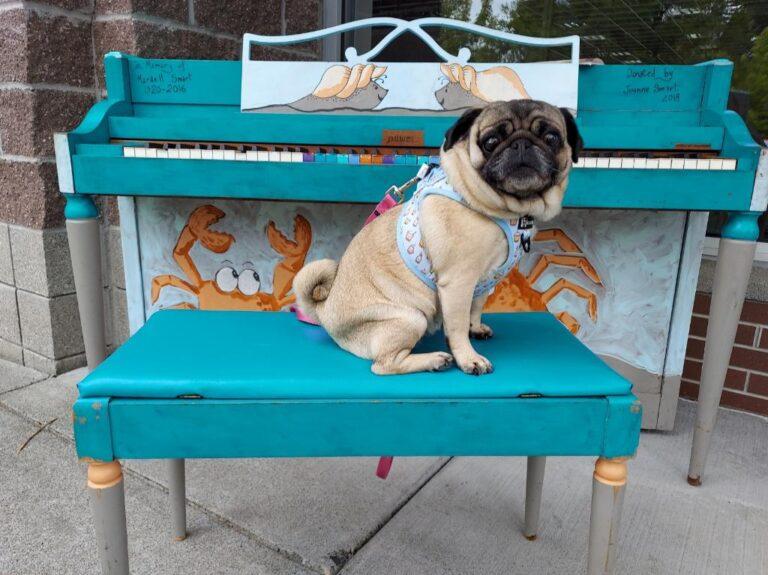 Volunteer With Us – Church of Pug