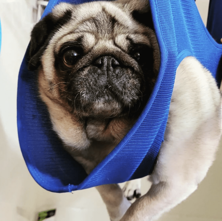 Resources For You – Church of Pug