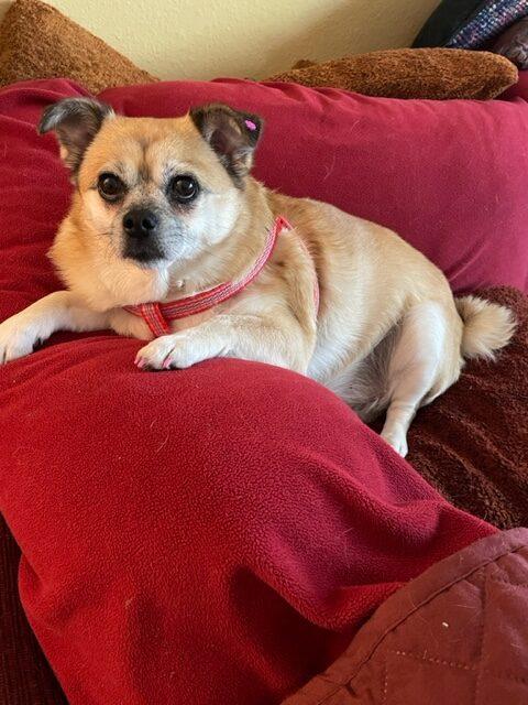 Pork Chop – Church of Pug