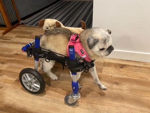 Mobility Success Stories – Church of Pug
