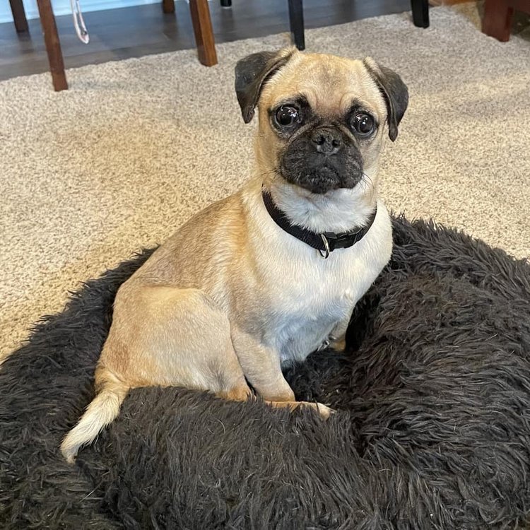 Phoebe – Church of Pug