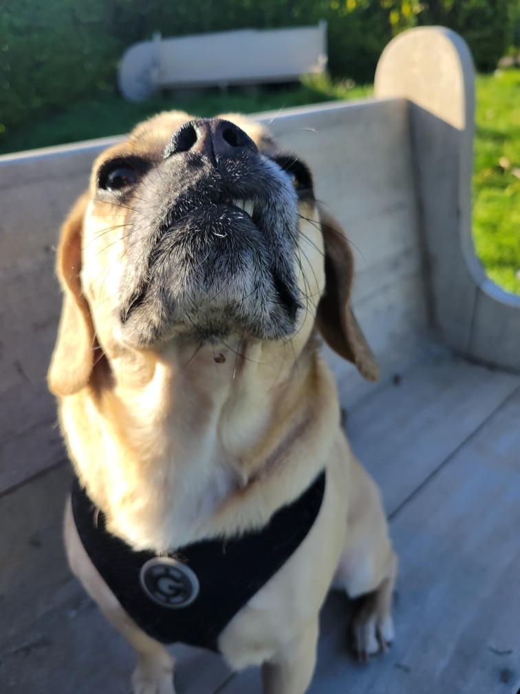 Potato – Church of Pug