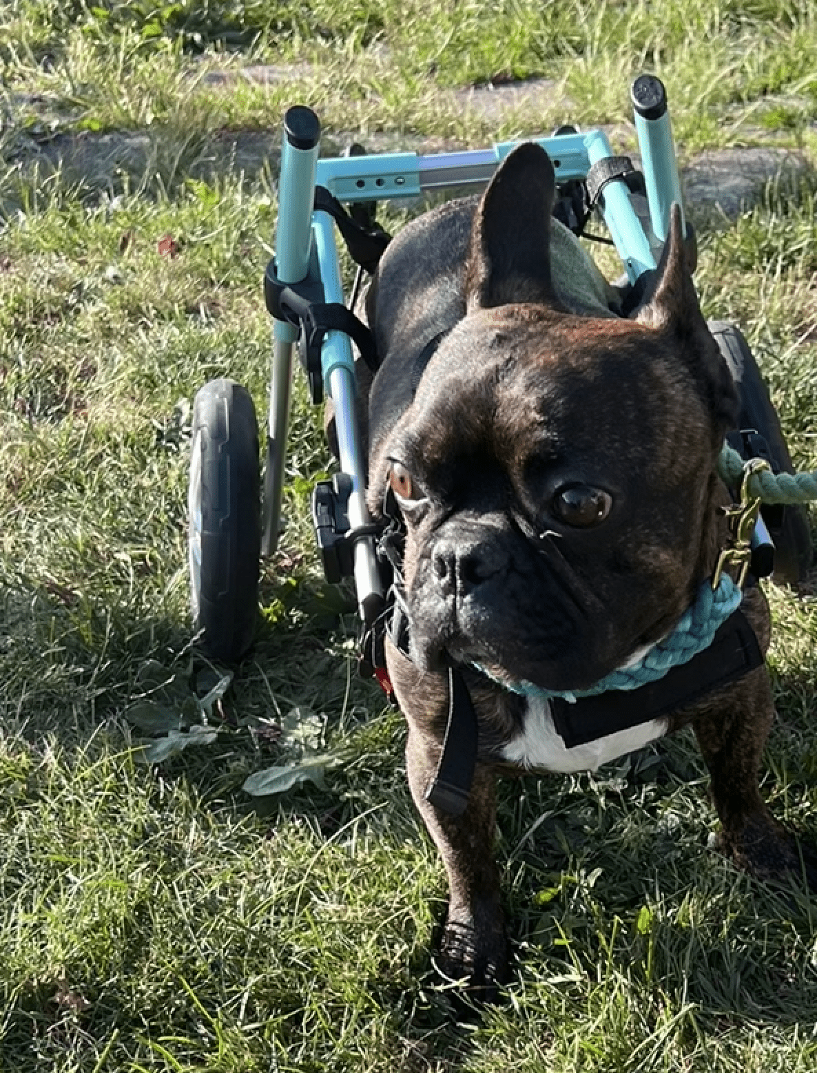 Elmo – Church of Pug