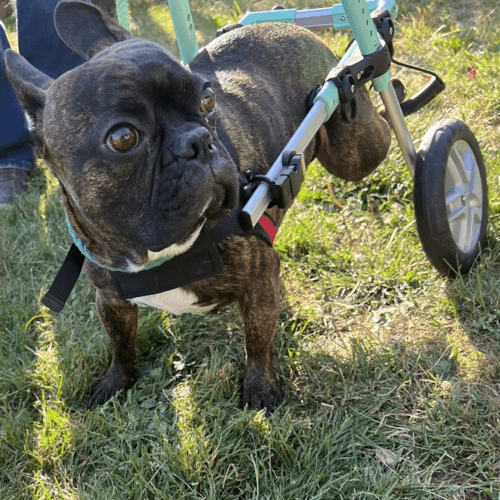 Elmo – Church of Pug