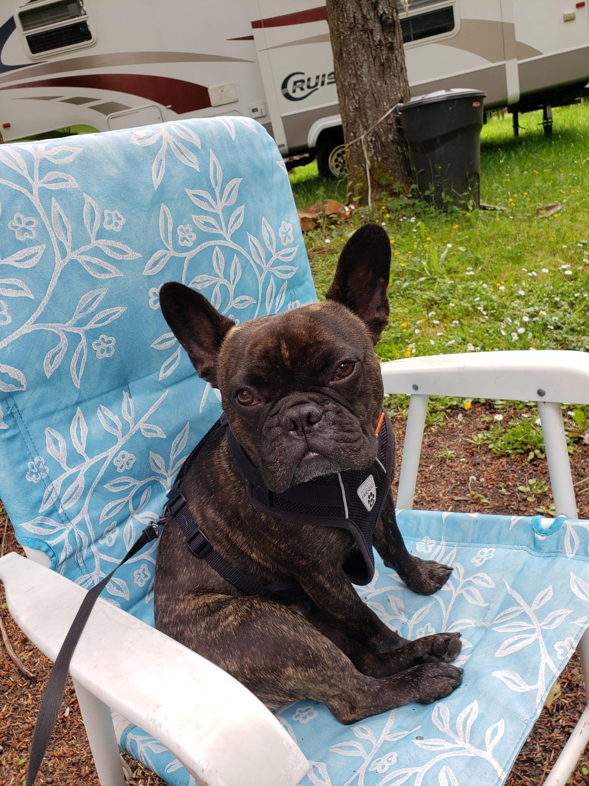 Oba – Church of Pug