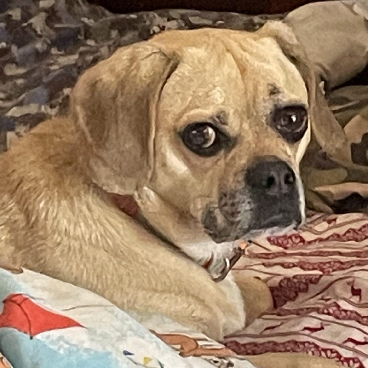 Available Dogs – Church of Pug