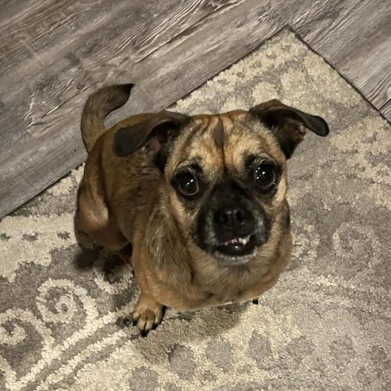 Available Dogs – Church of Pug