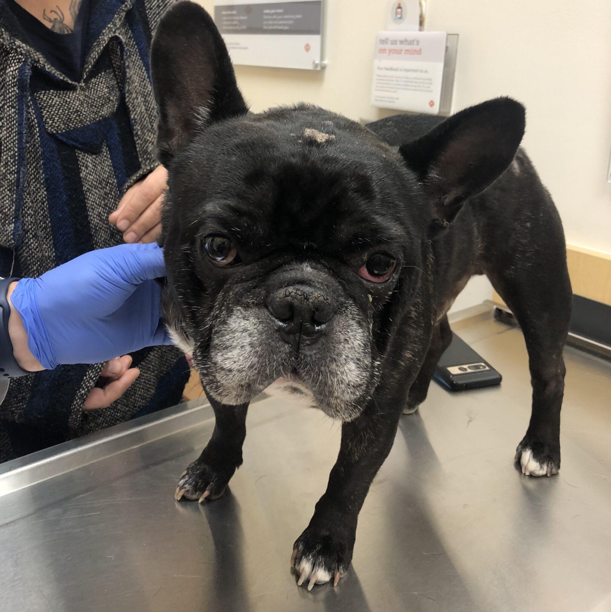 Available Dogs – Church of Pug