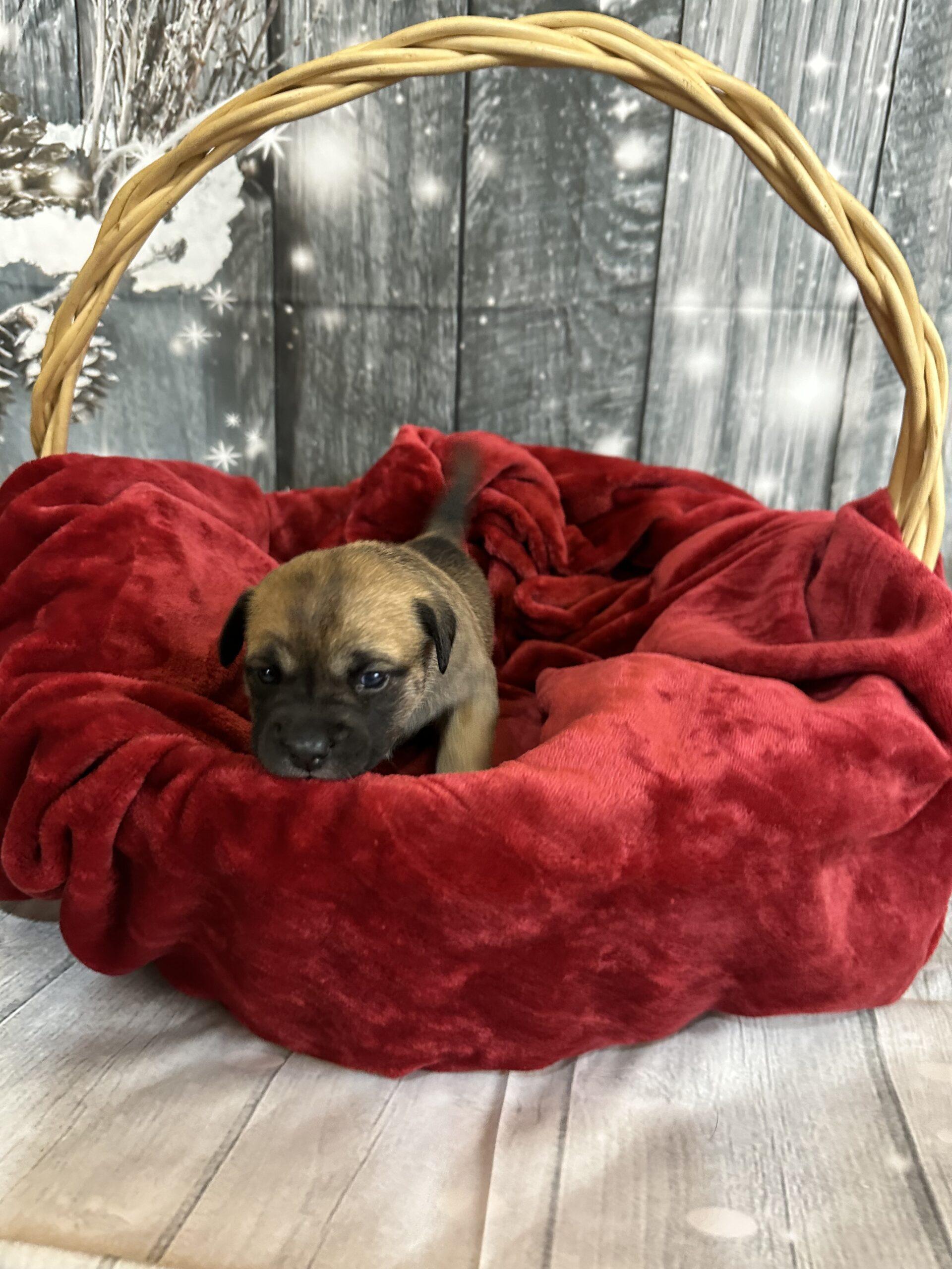 Pepper – Church of Pug