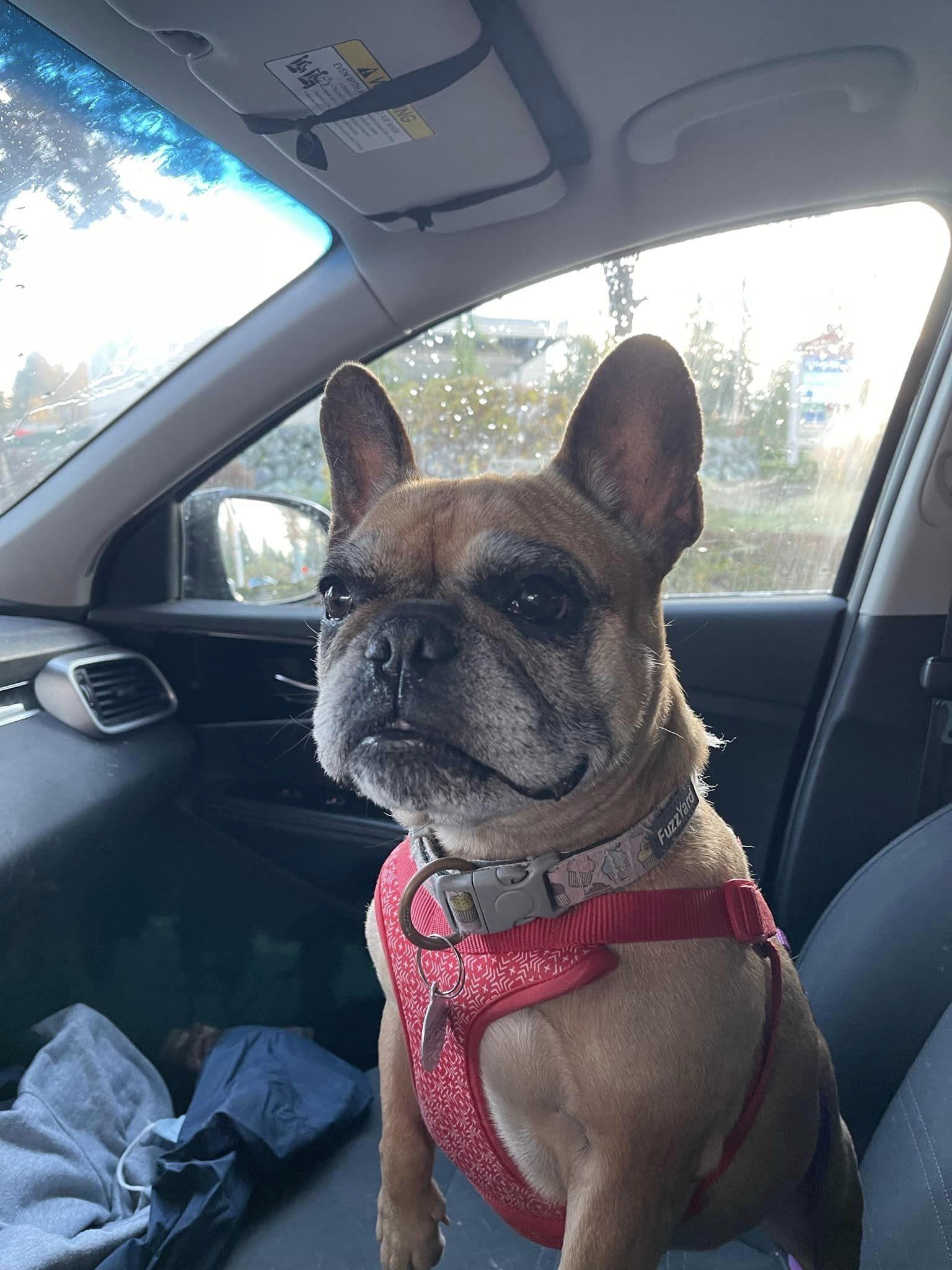 Piggles – Church of Pug