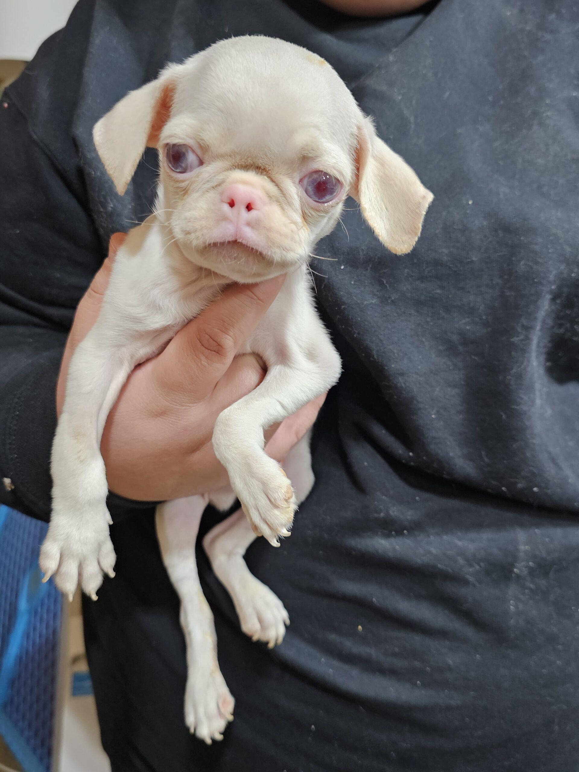 Asher – Church of Pug