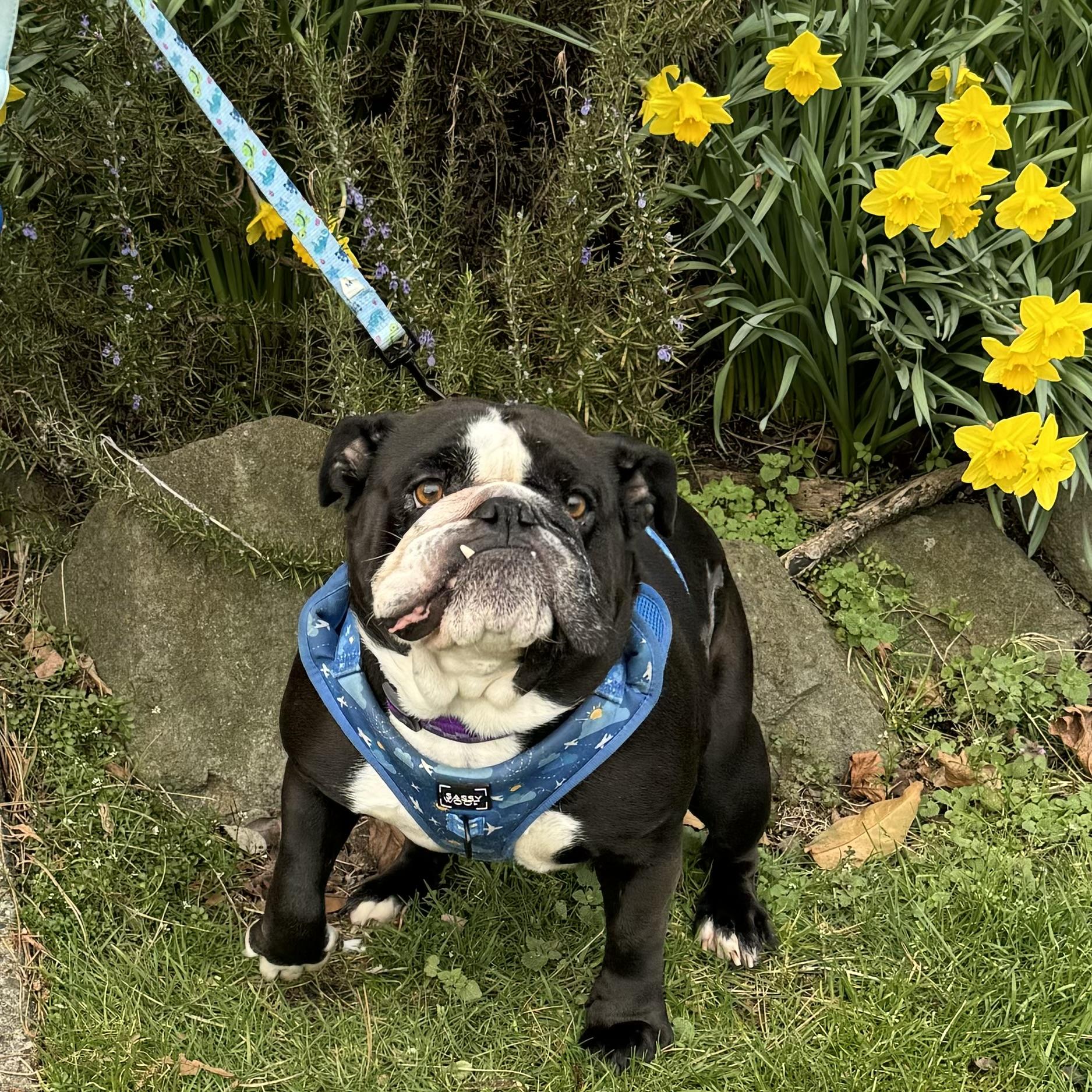 Available Dogs – Church of Pug