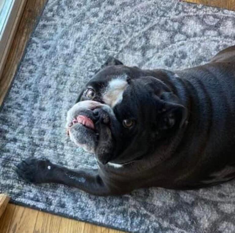 Available Dogs – Church of Pug