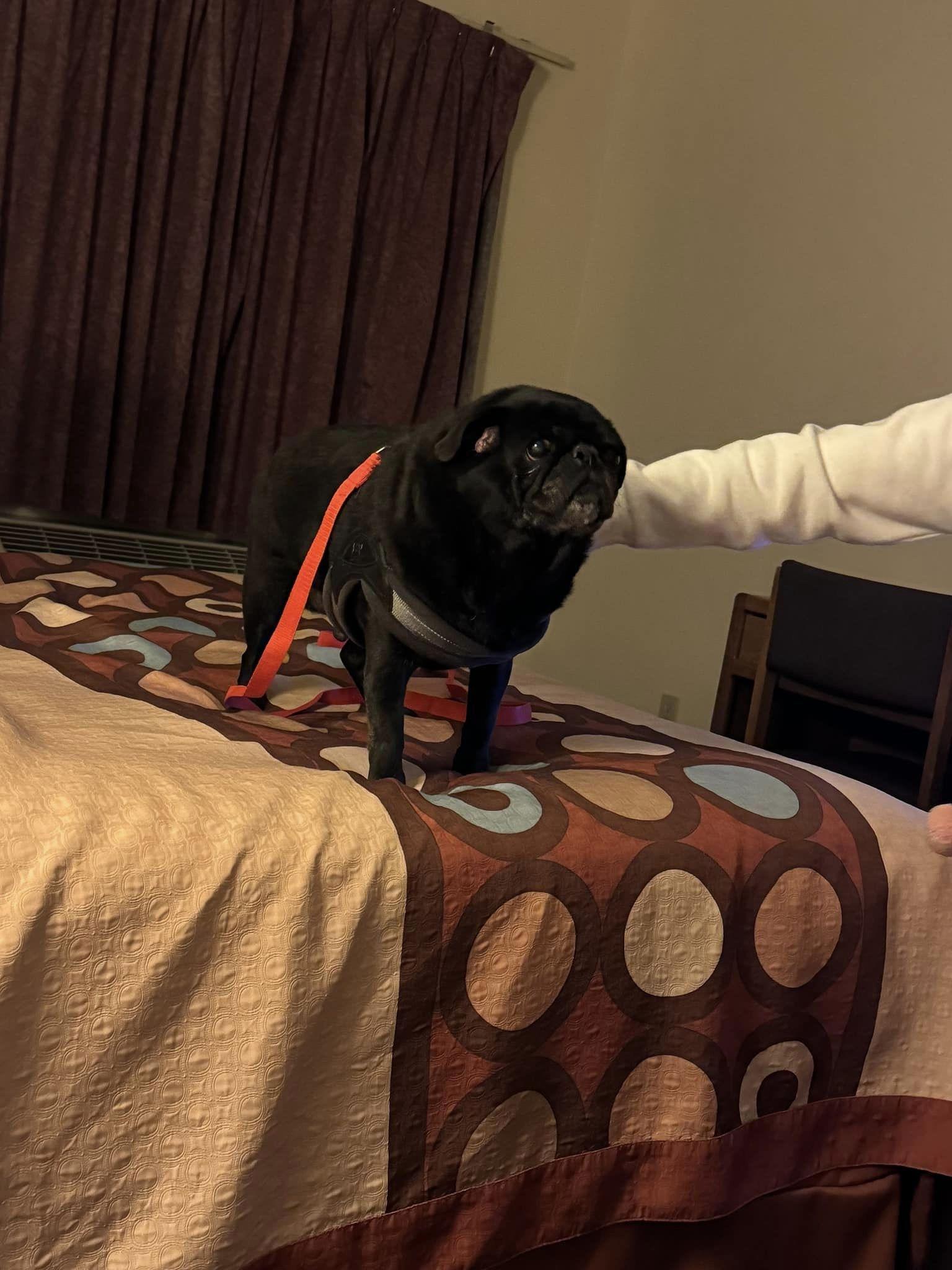 Max – Church of Pug