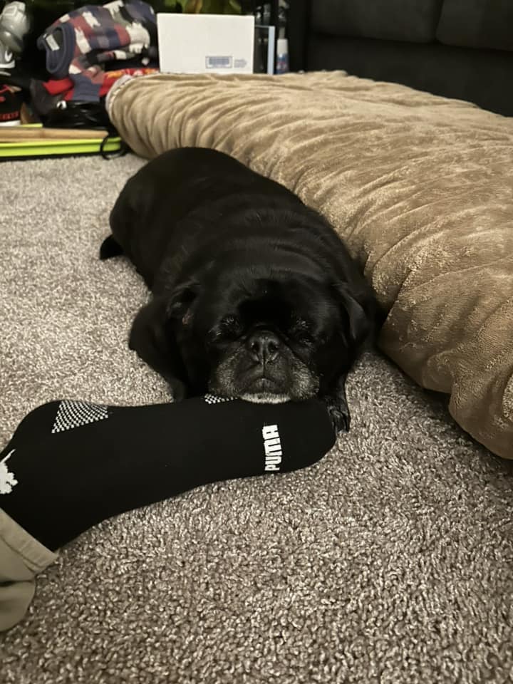 Max – Church of Pug