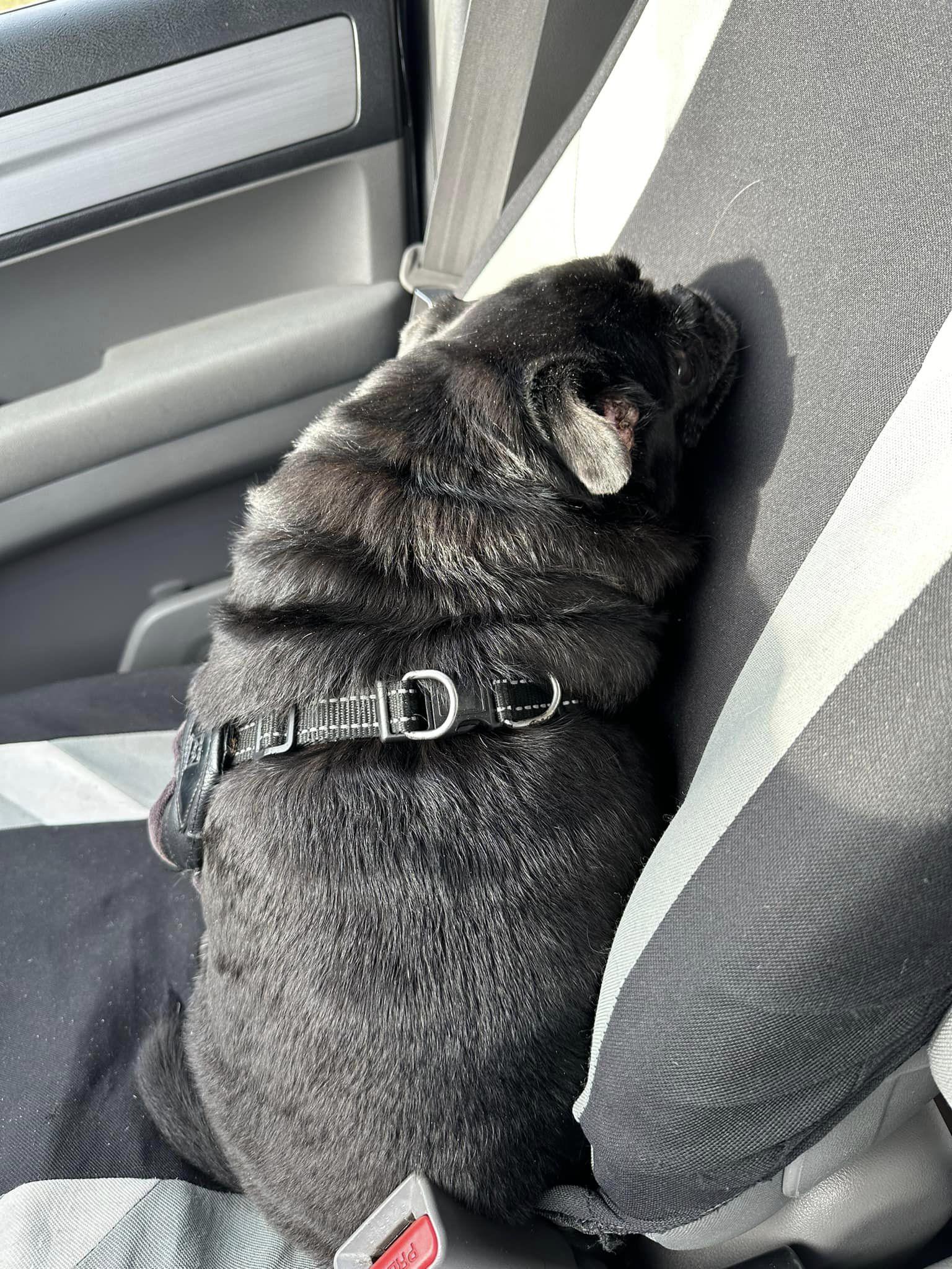 Max – Church of Pug