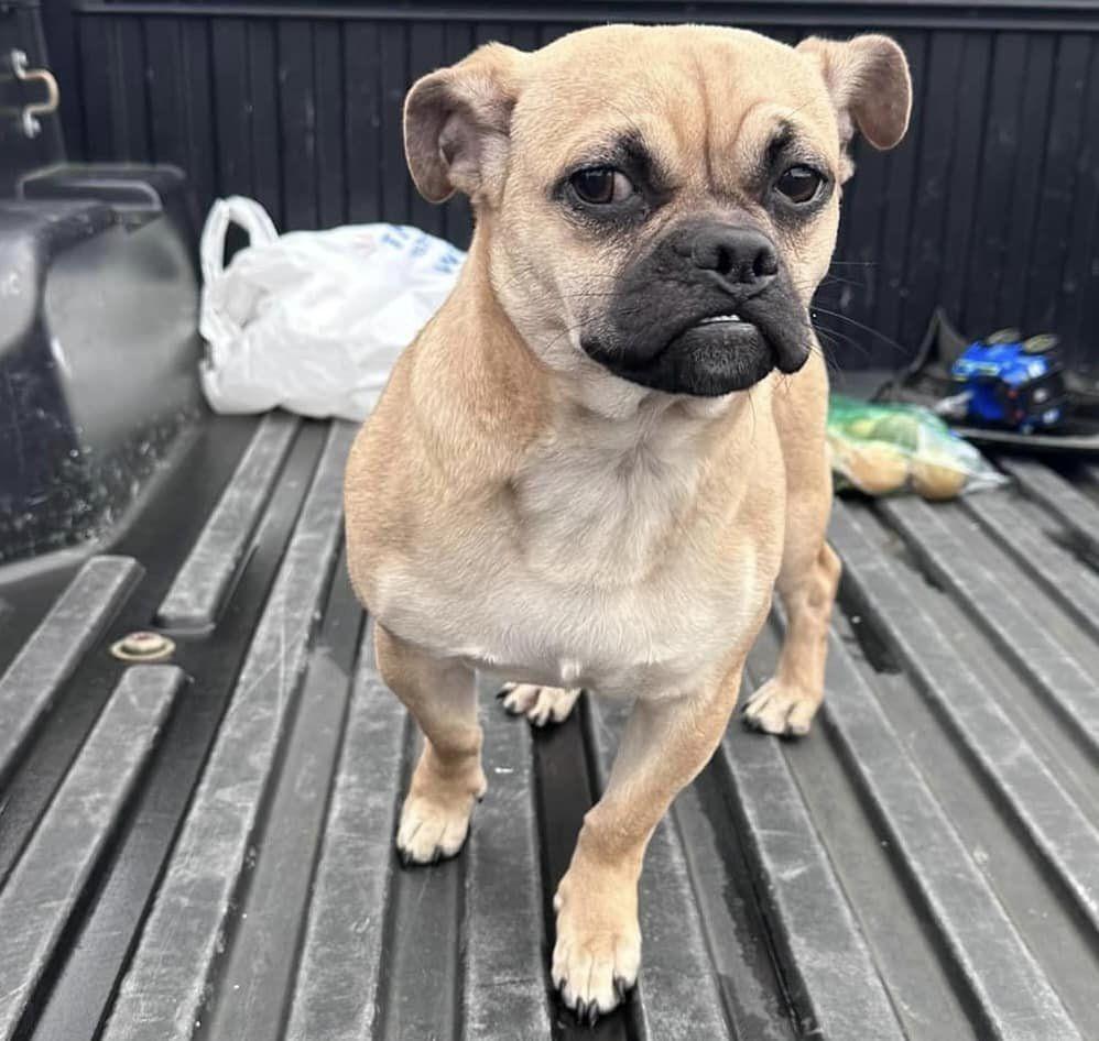 Lost Dogs In Our Care – Church of Pug