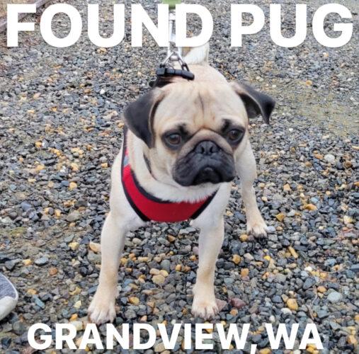 Lost Dogs In Our Care – Church of Pug