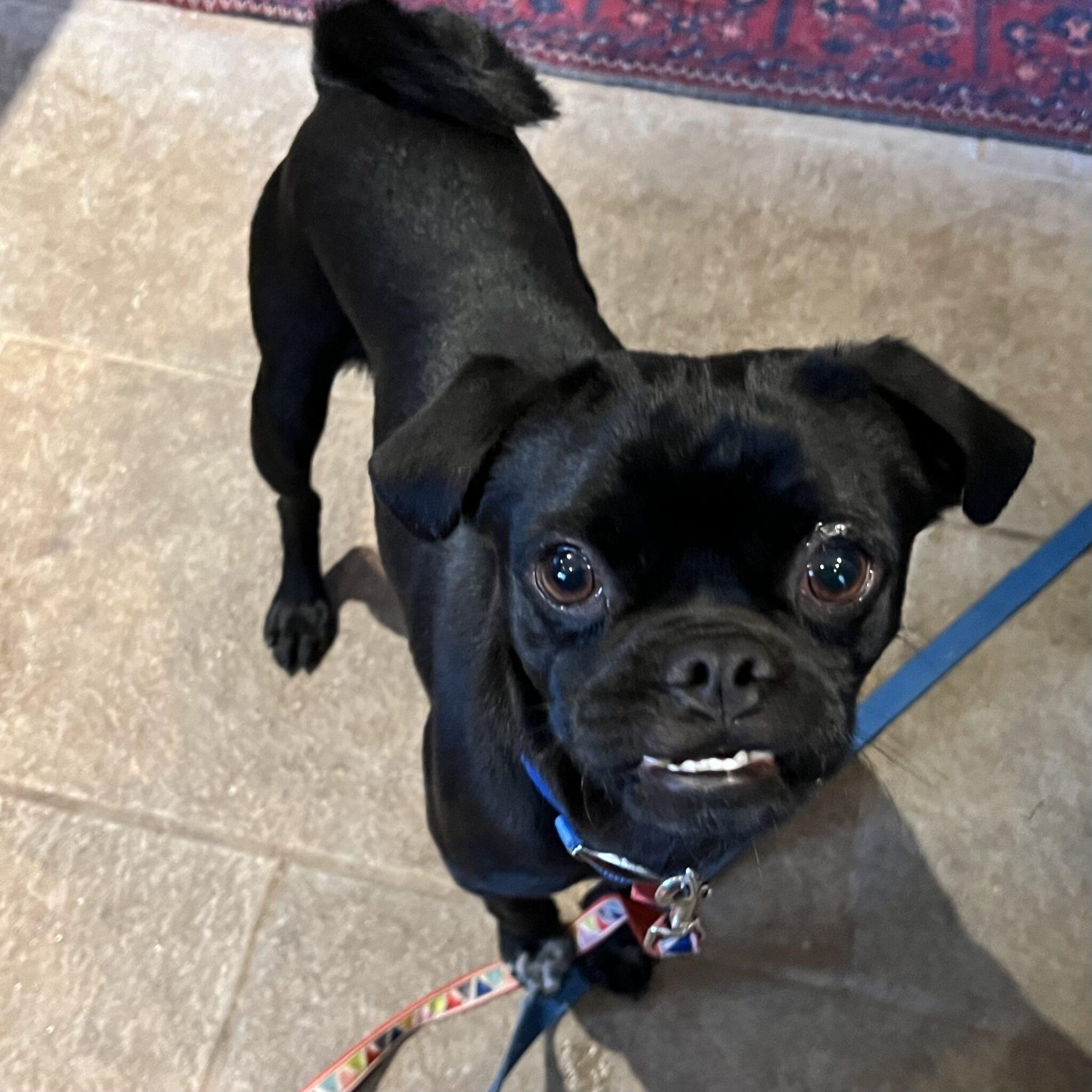 Available Dogs – Church of Pug