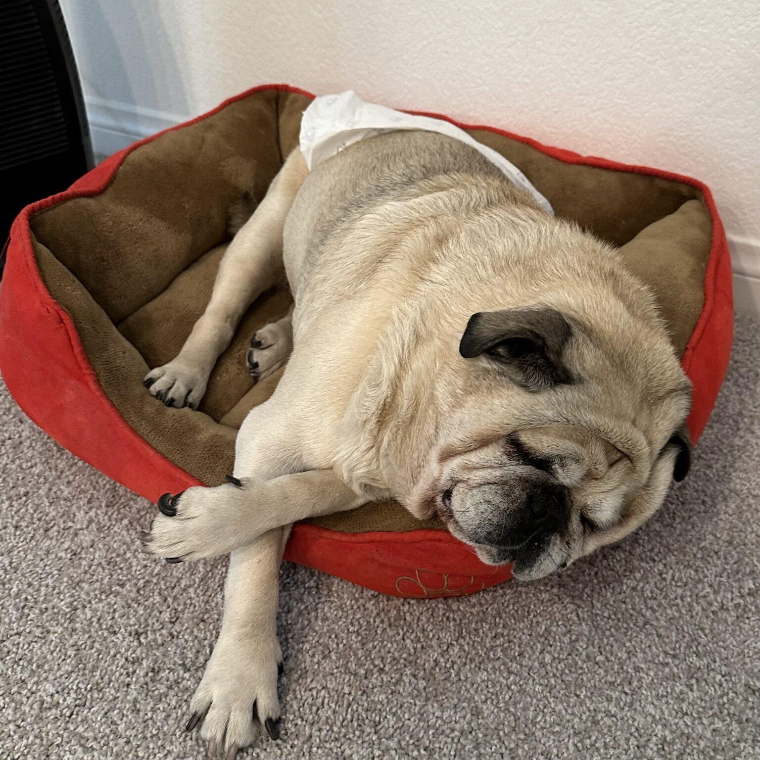 Available Dogs – Church of Pug