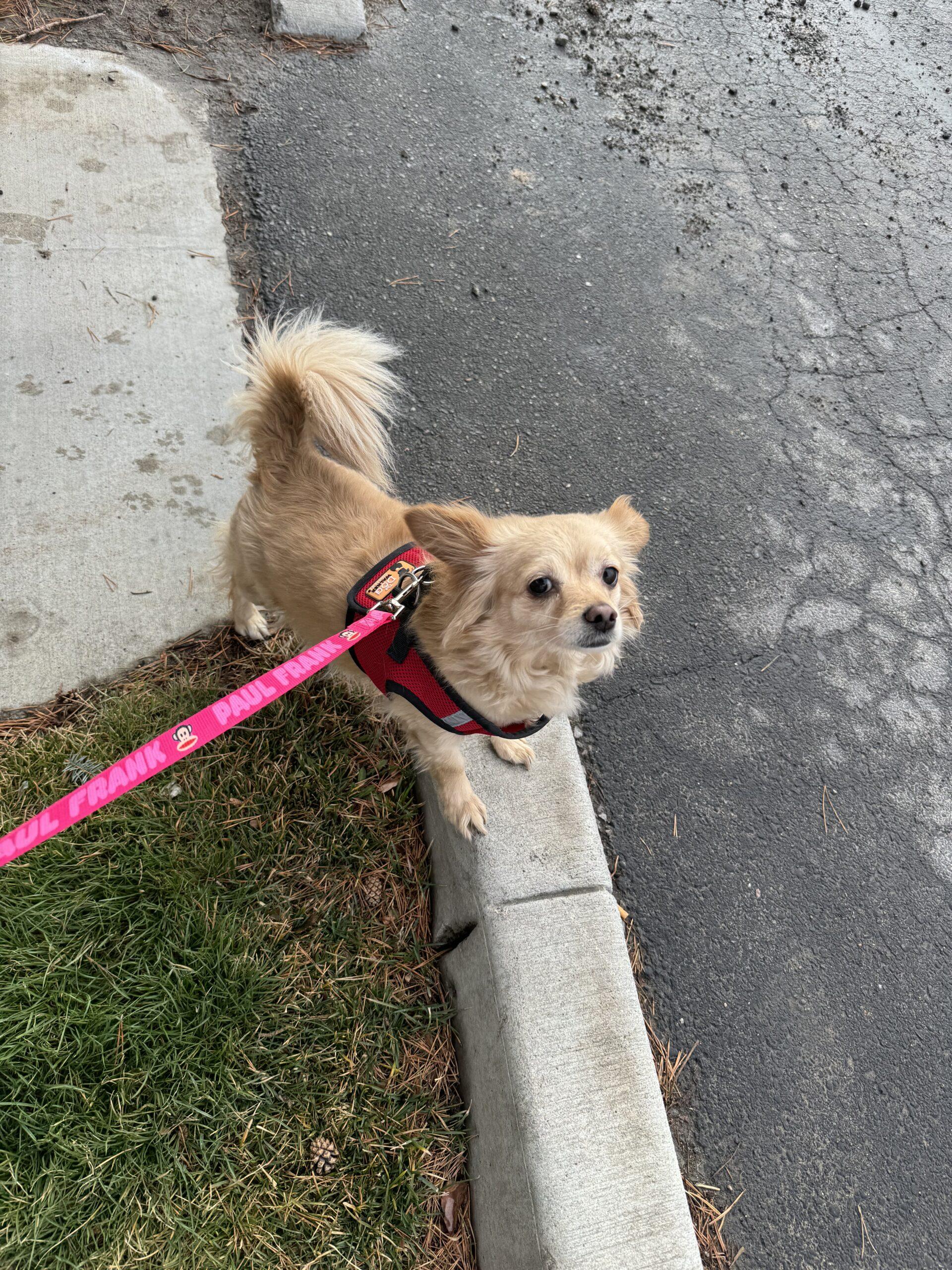 Mandy – Church of Pug