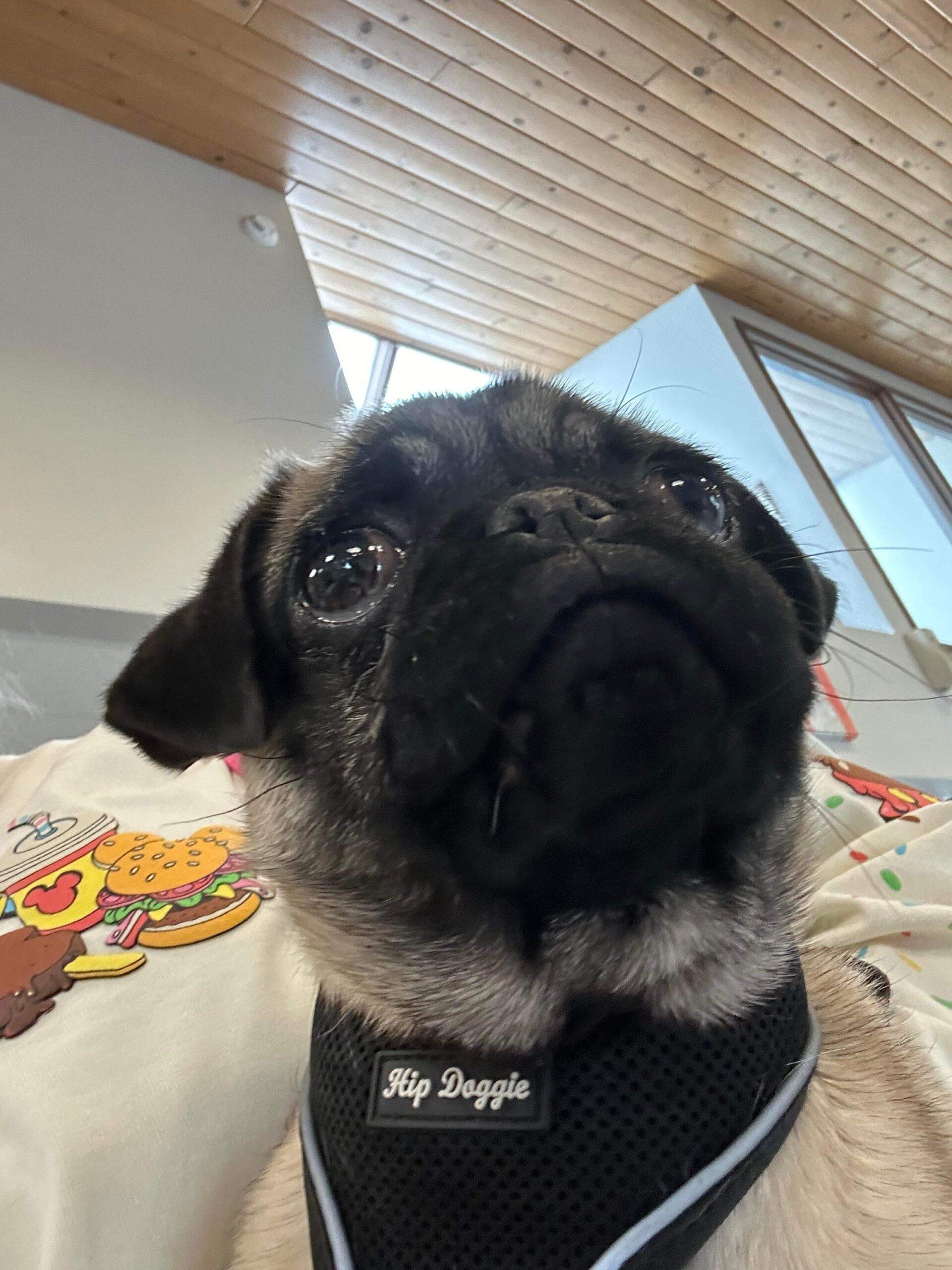 Piper – Church of Pug