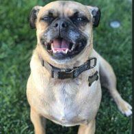 Available Dogs – Church of Pug