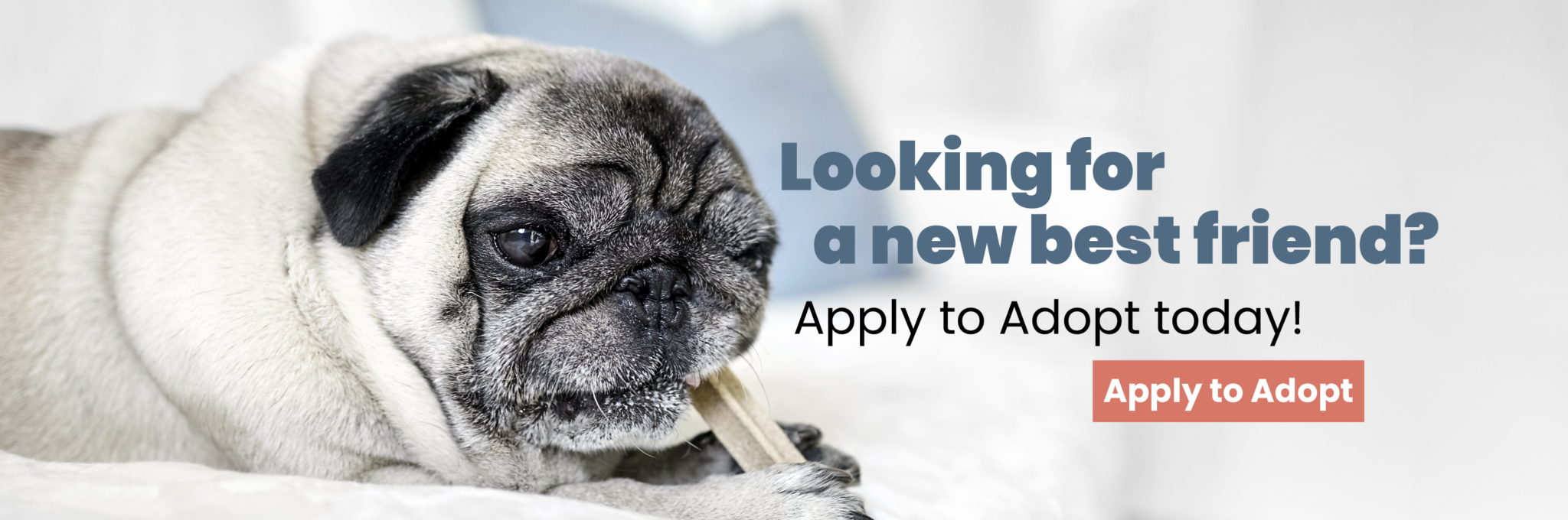 Church of Pug – Your Washington State Pug Rescue