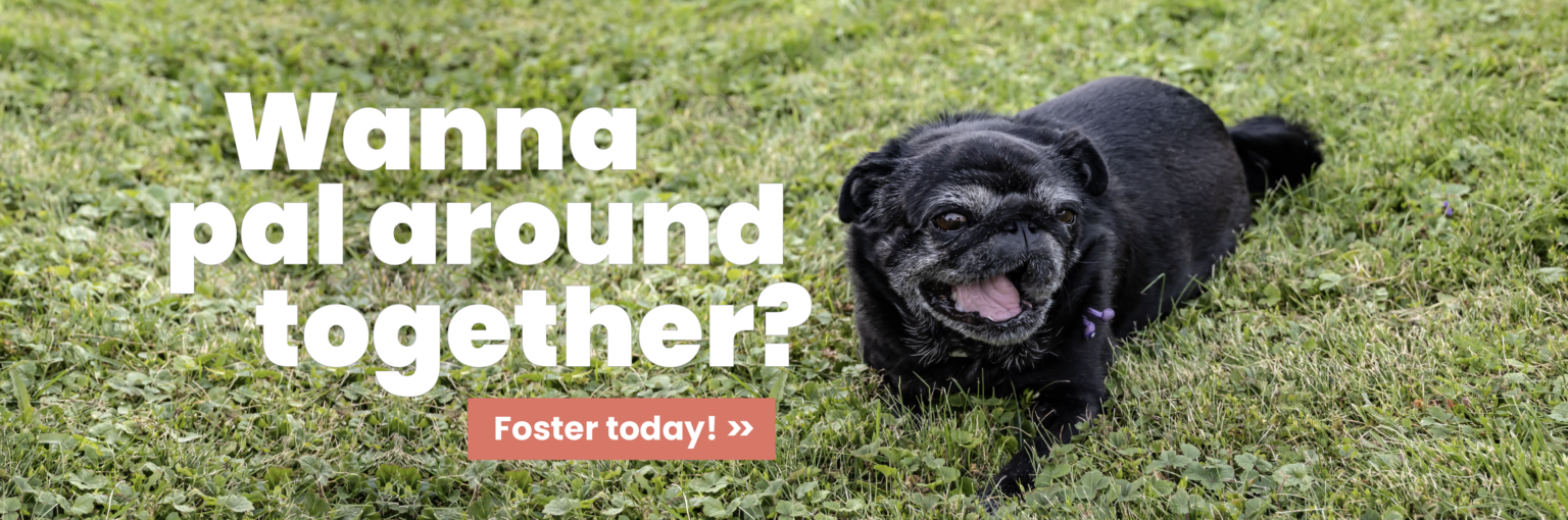 Church of Pug – Your Washington State Pug Rescue