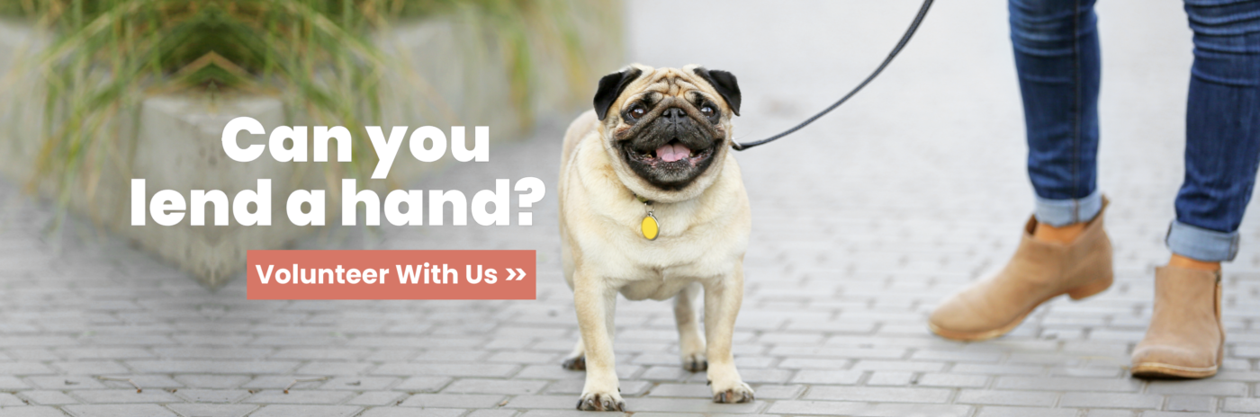 Church of Pug – Your Washington State Pug Rescue