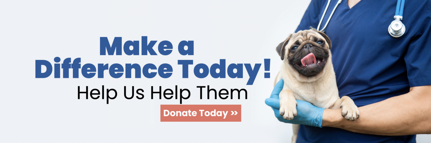 Church of Pug – Your Washington State Pug Rescue