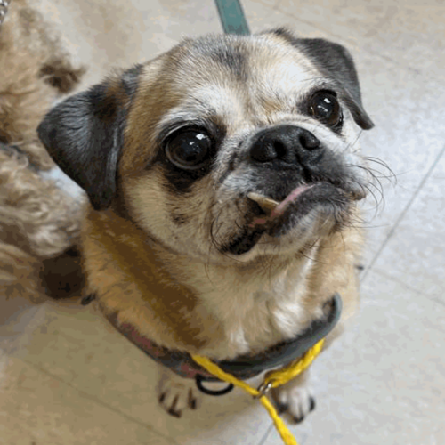 Church of Pug – Your Washington State Pug Rescue