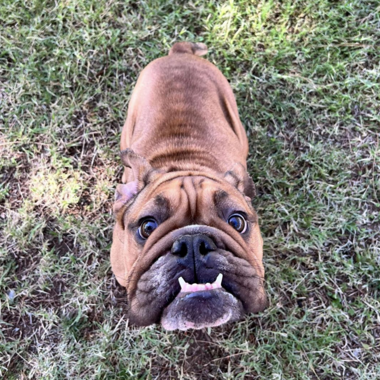 Available Dogs – Church of Pug