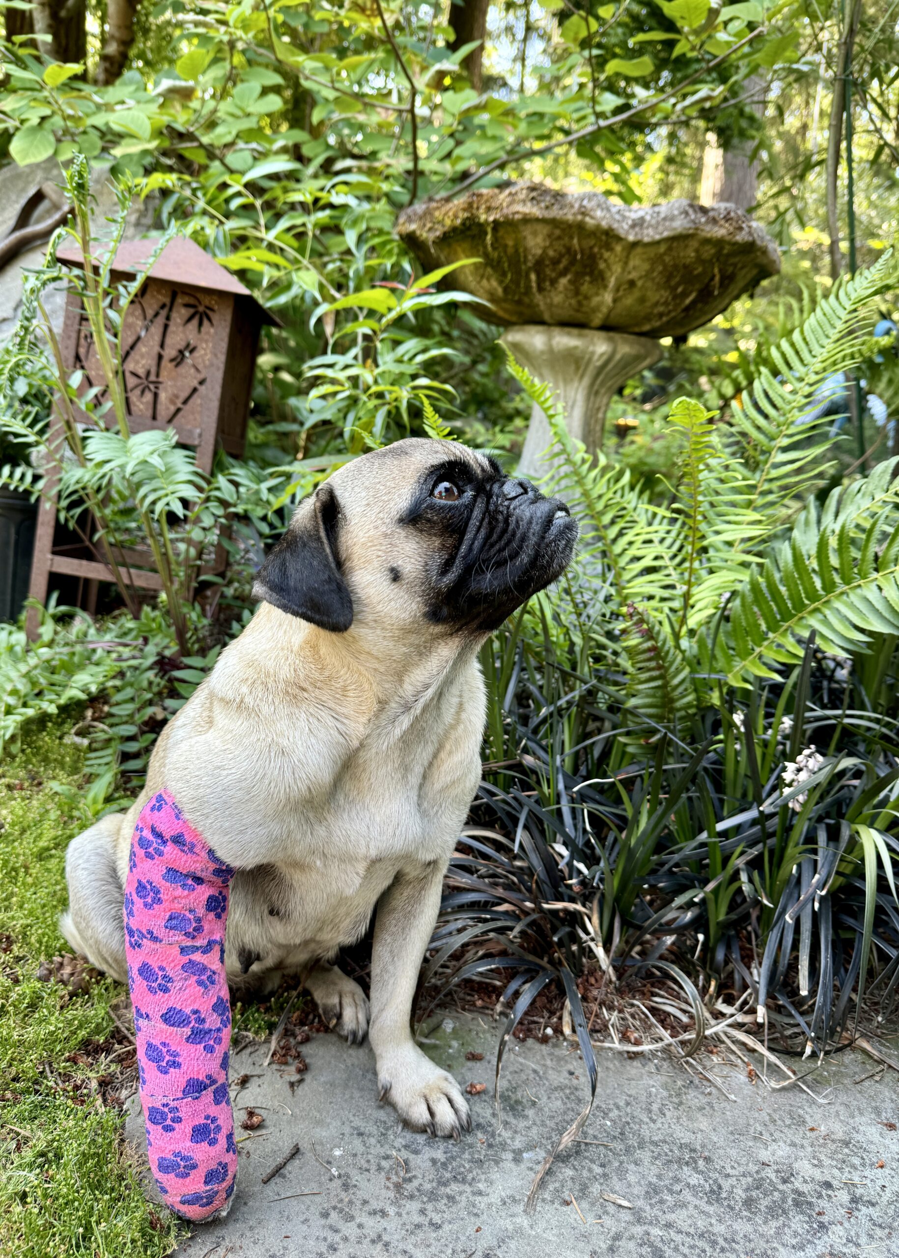 Porsha – Church of Pug