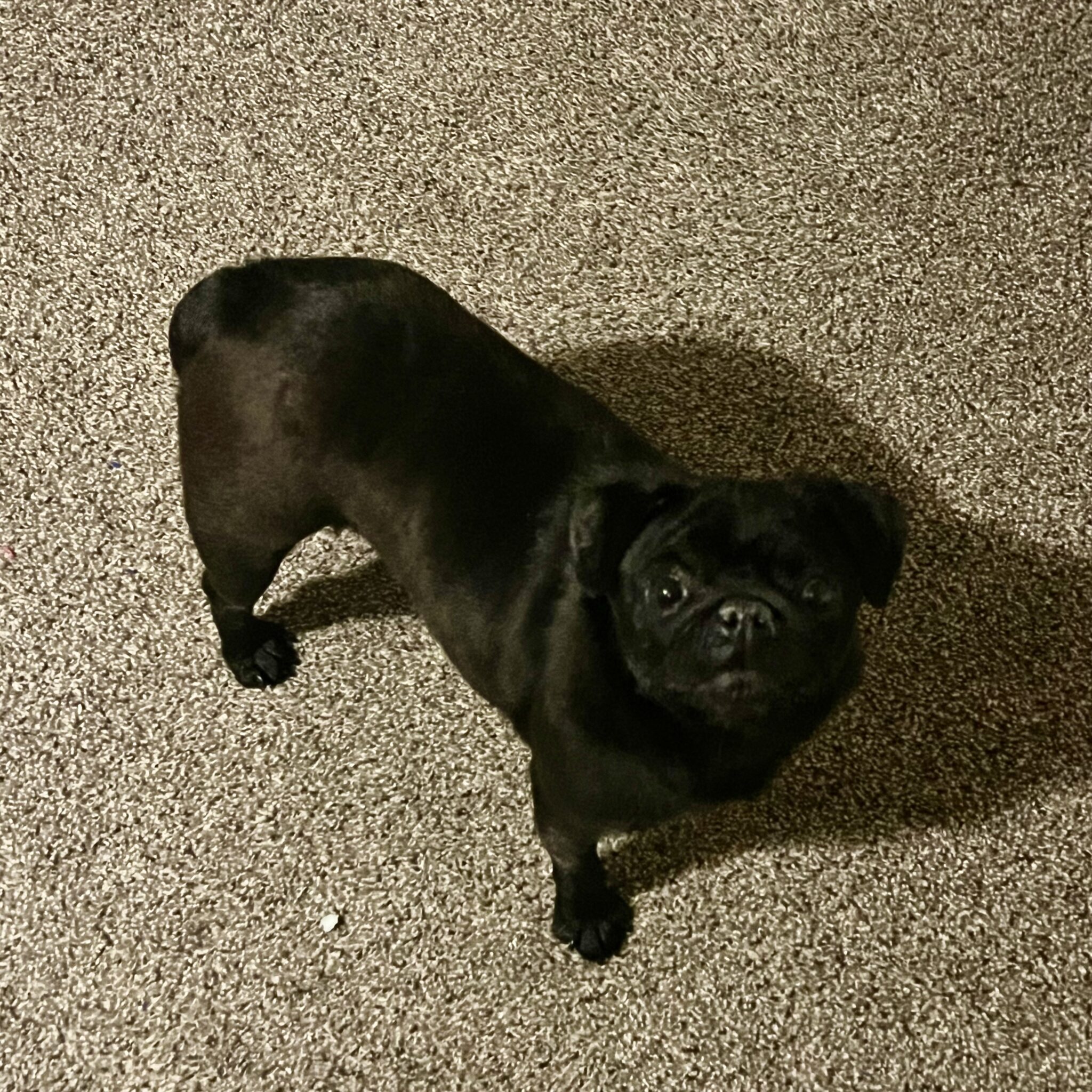 Church of Pug – Your Washington State Pug Rescue