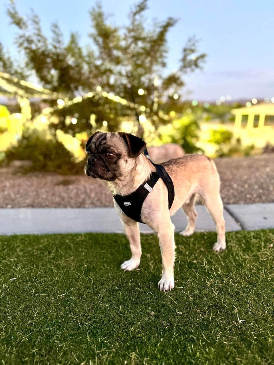 Farquad – Church of Pug
