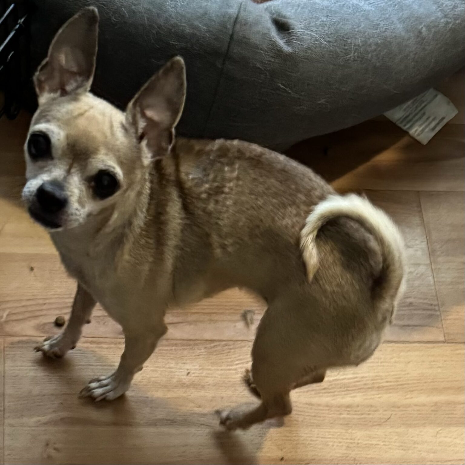 Church of Pug – Your Washington State Pug Rescue