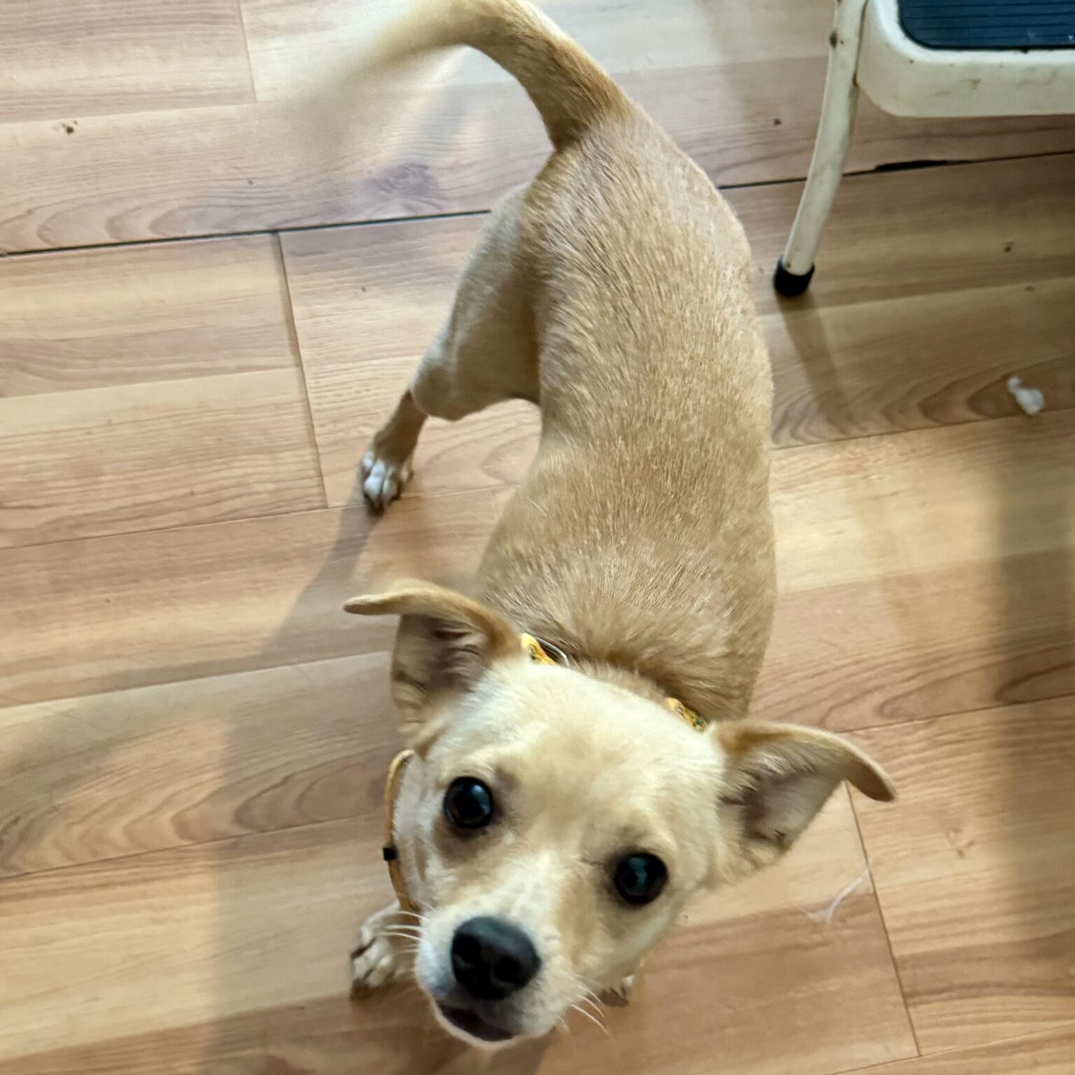 Available Dogs – Church of Pug