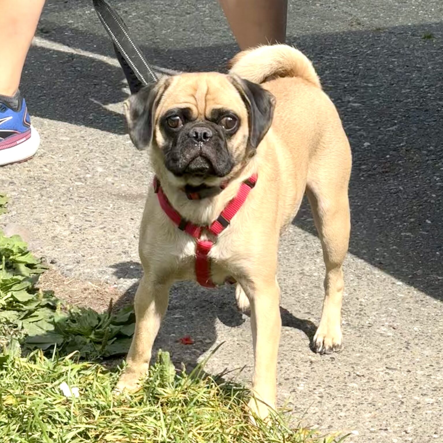 Available Dogs – Church of Pug