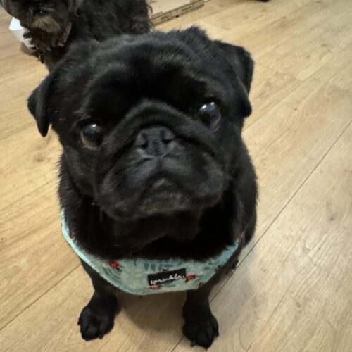 Mary – Church of Pug