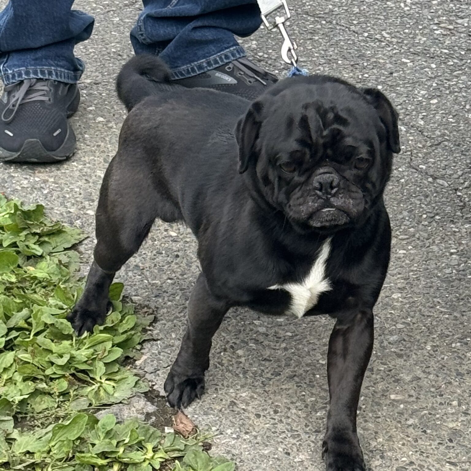 Available Dogs – Church of Pug