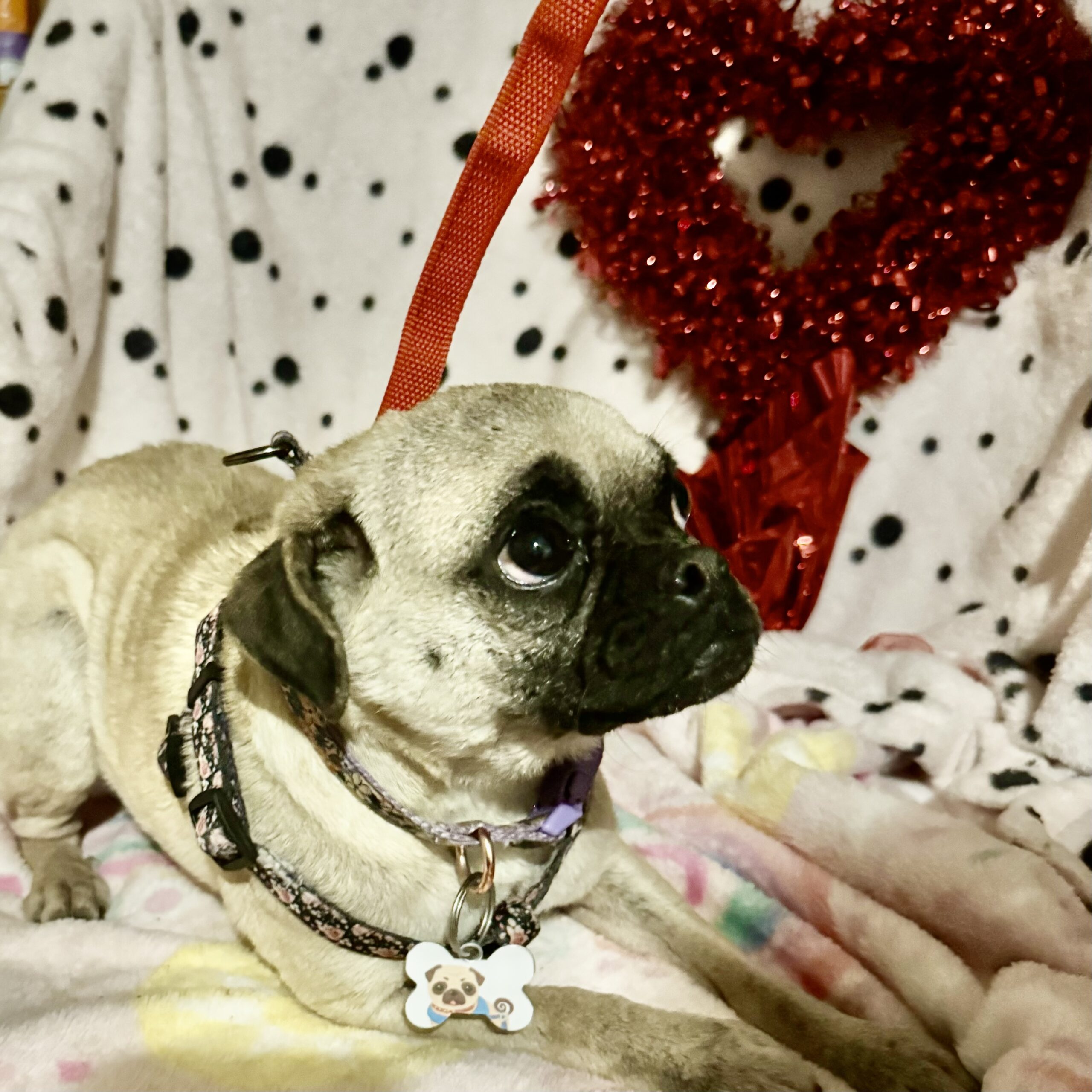 Mayvis – Church of Pug