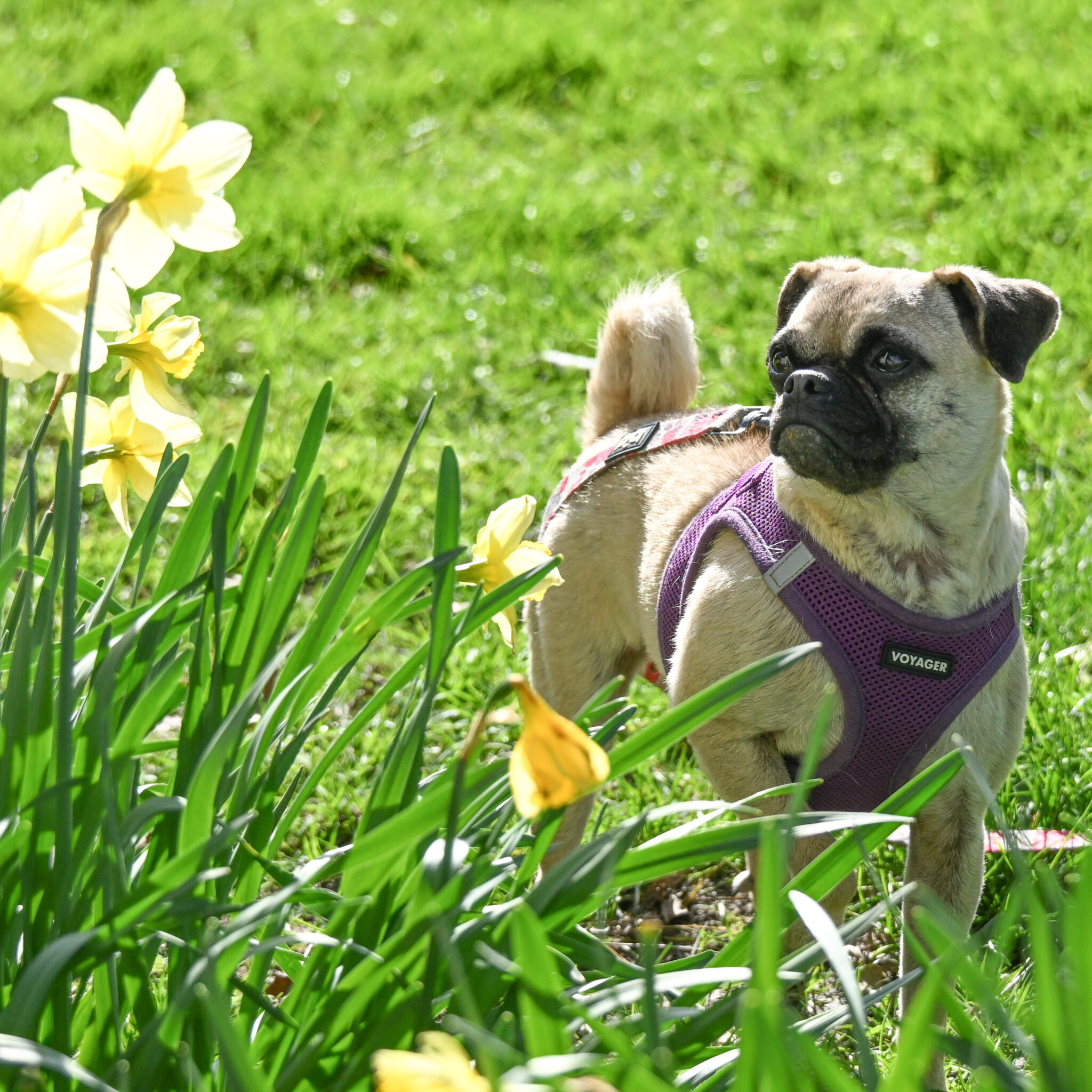 Available Dogs – Church of Pug