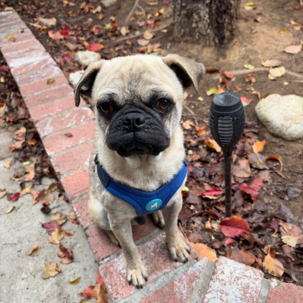 Available Dogs – Church of Pug