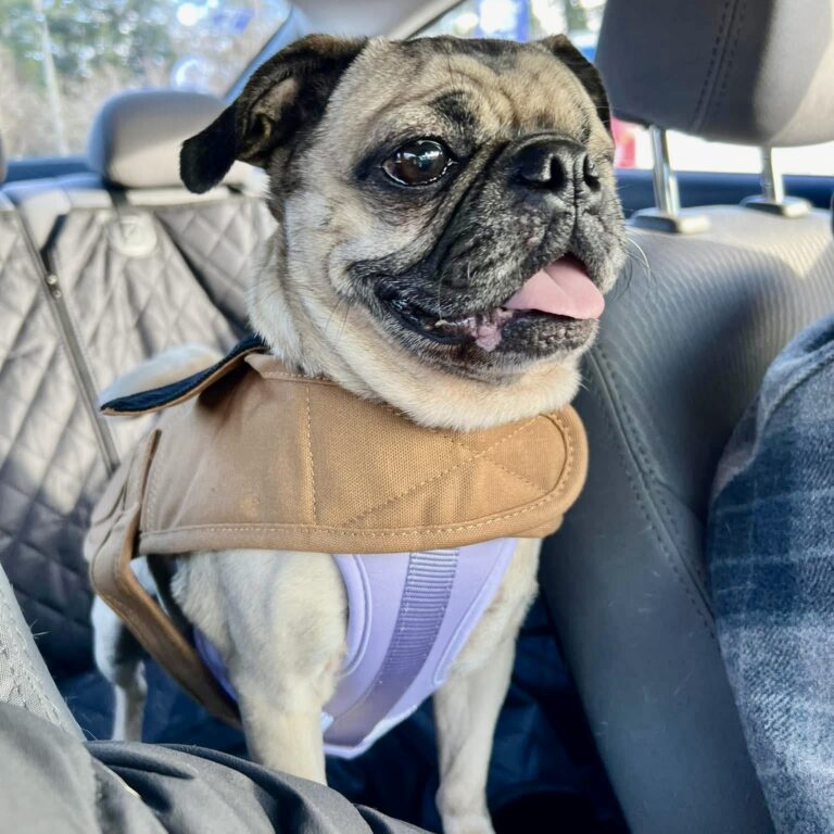 Church of Pug – Your Washington State Pug Rescue